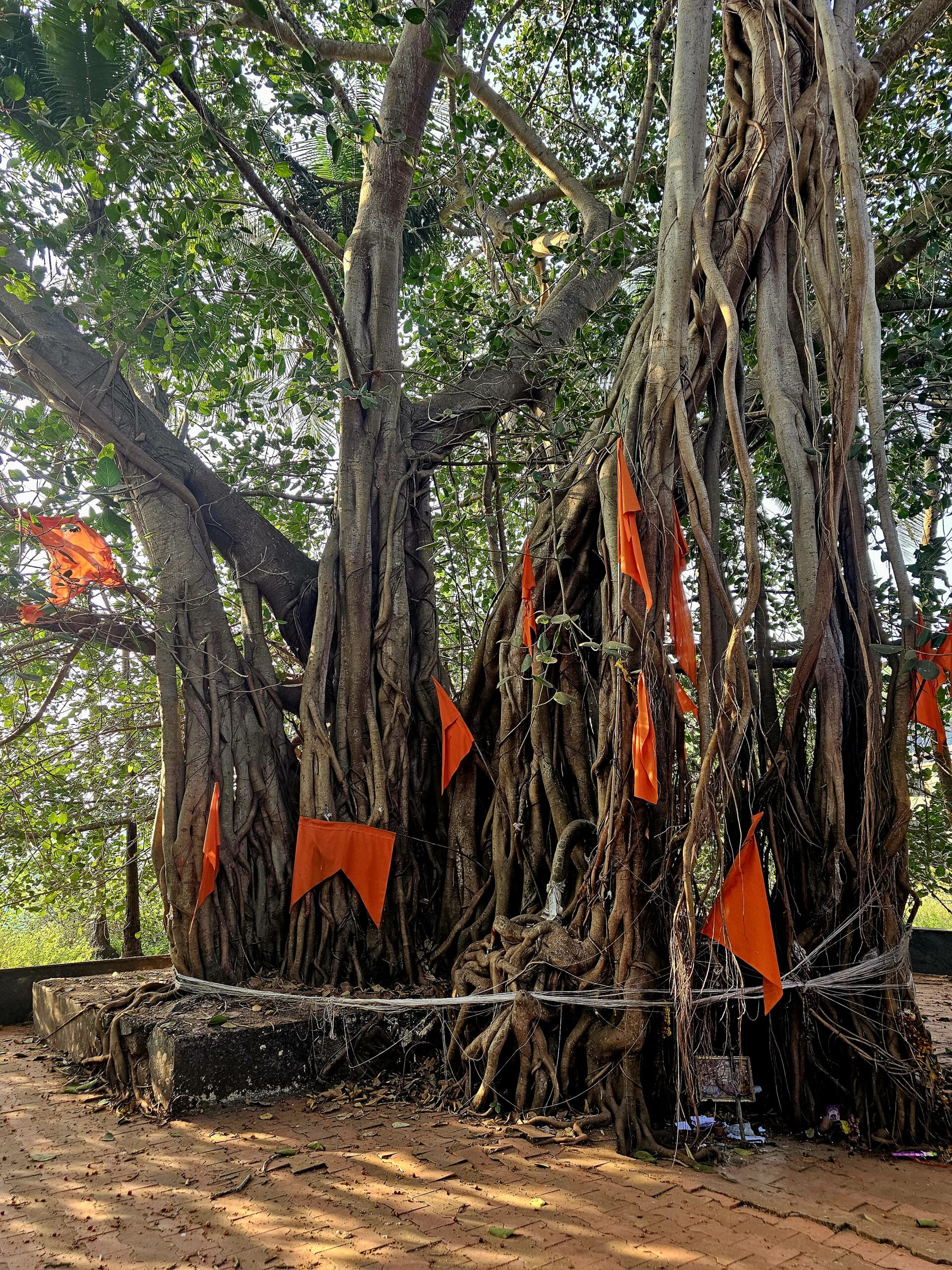 The Sacred Walking Tree - 1st part (Kathy - Mandrem - January 24) - ZIN